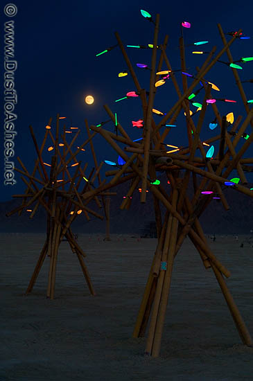 Luminosa – The Light Trees by Bill Watson | Dust to Ashes