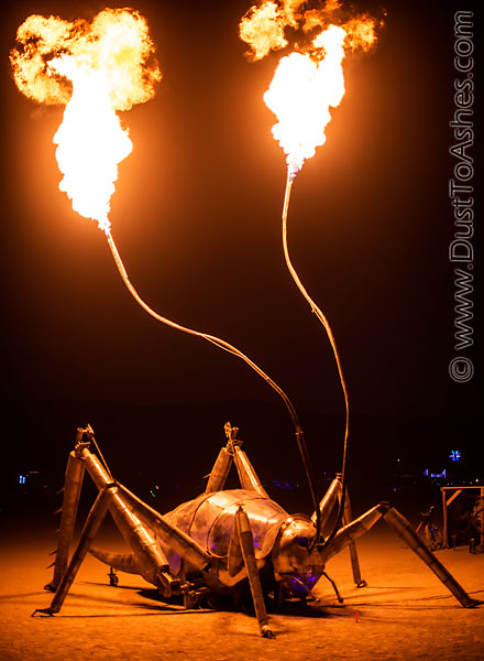 The Giant Weta | Dust to Ashes